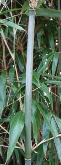 Chinese blue cane bamboo, Bashania fargesia, Wind Break bamboo plant ...