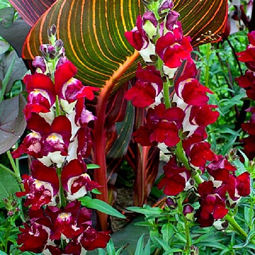 Snapdragon 'Night and Day' (Antirrhinum majus Nanum) x 100 seeds ...