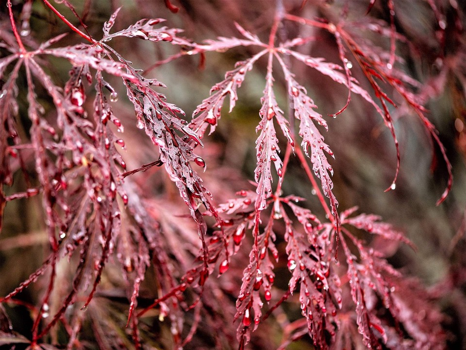 10 Red Dwarf Japanese LACELEAF MAPLE Tree Acer Palmatum Atropurpureum ...