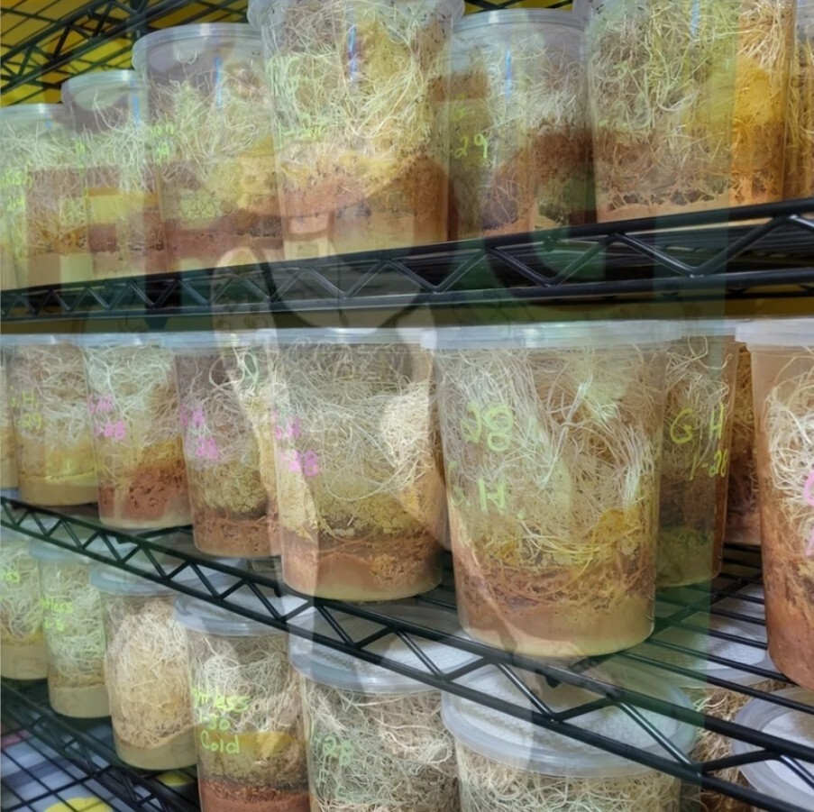 Flightless Fruit Fly Culture 32oz Live Dart Frog Food Reptile Food Live ...