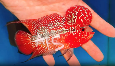 Exotic Flowerhorn Kamfa F3 Vibrant Color | Unique Shape | Live Fish #15 ...