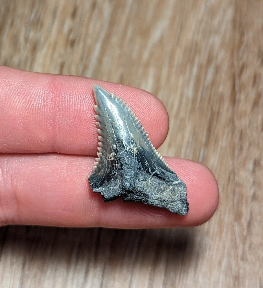 Sharp 1.4" Hemipristis Serra (Snaggletooth) Shark Tooth From North ...
