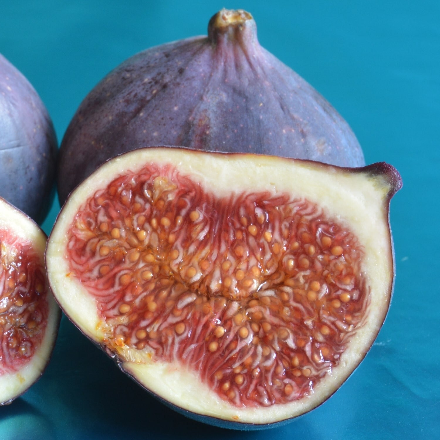 Black Bursa Fig 4 Fresh Cut Fig cuttings, smyrna variety | eBay