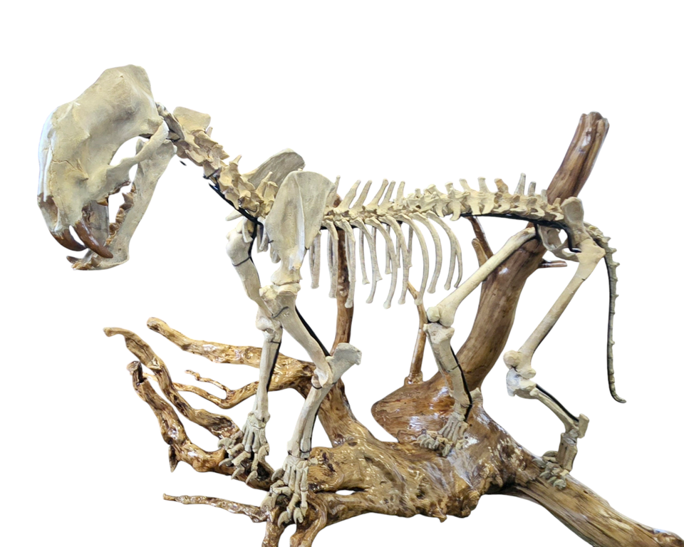 mammal fossils Dinictis felina oligocene brule formation south dakota ...