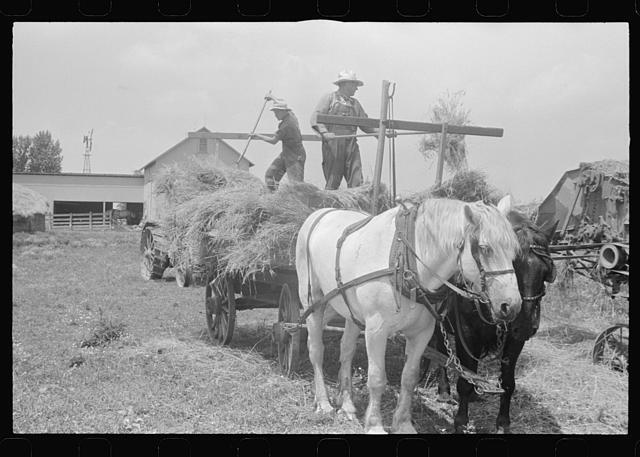 Member of threshing crew,central Ohio,OH,Farm Security Administration ...