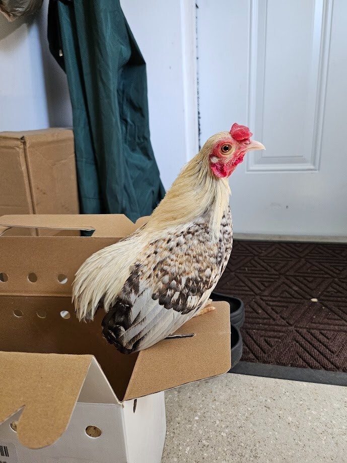 6 Kikiriki Hatching Eggs - PR Imports! Bolo, Topi, and Boneheads Half ...