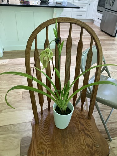 Phrag. Leslie Garay (Formerly Grande) Sale! In Flower Large | eBay