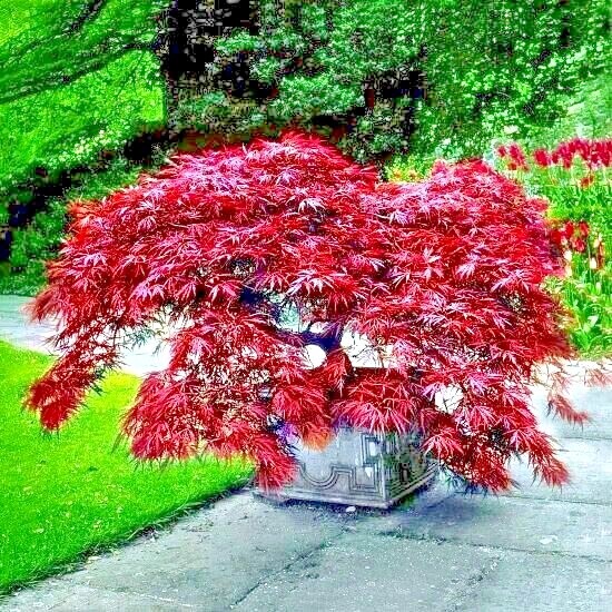 Red Japanese Maple Tree