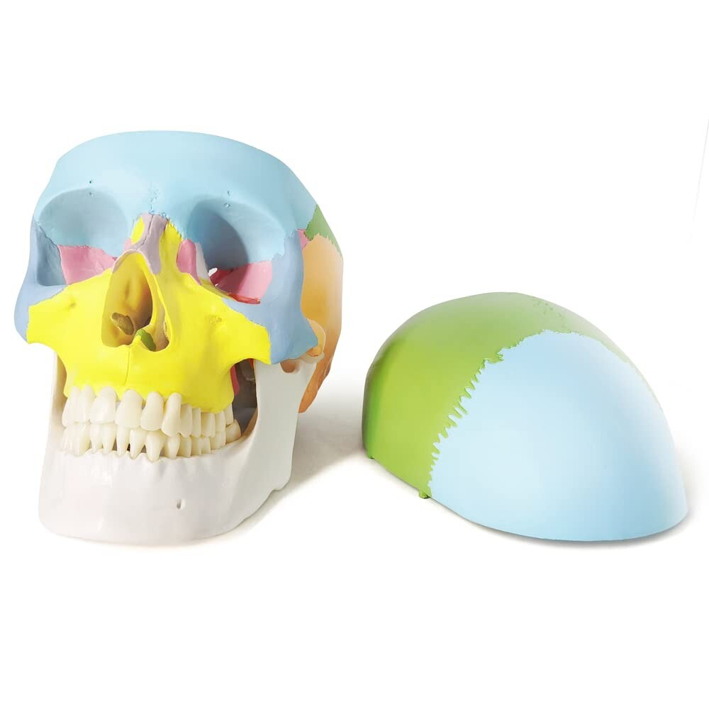 Anatomy And Physiology EVOTECH SCIENTIFIC Classic Numbered Human Skull ...