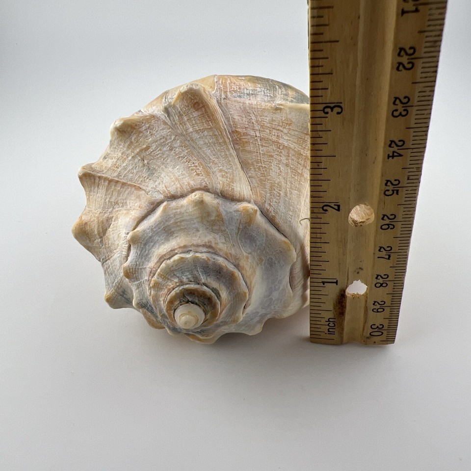 Large Lightning Whelk Conch Sea Shell Thick Pink Nautical Beach Decor 8 ...