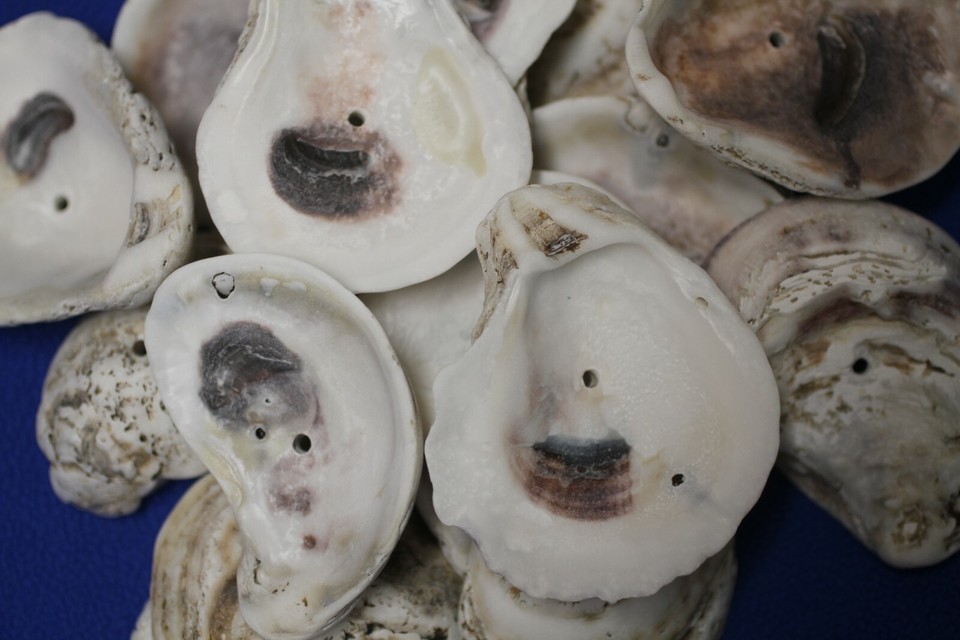 Center Hole Drilled Oyster Shells For Crafts, Tumbled Smooth, 2 1/2 ...