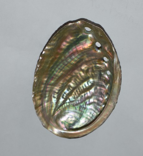 Natural Rainbow Abalone Shell Polished Seashell Fish Tank Aquarium Home ...