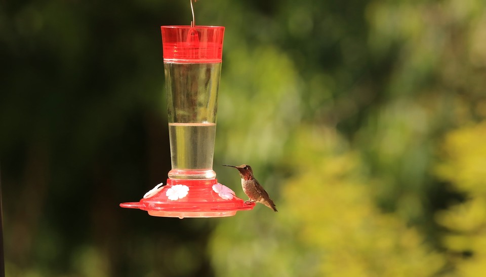 More Birds Ruby Glass Bottle Hummingbird Feeder, 10-Oz Nectar Capacity ...