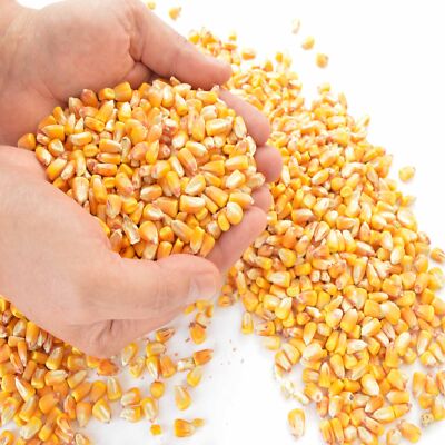 25 kg Futtermais Mais Hühner Tauben Geflügel Wild Futter Maiskörner ...