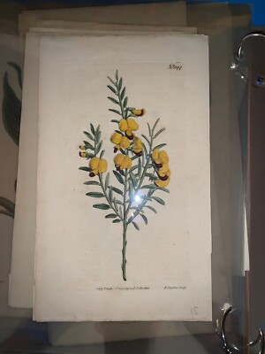 original hand colored lithograph Curtis flowers botanical 1814 great ...