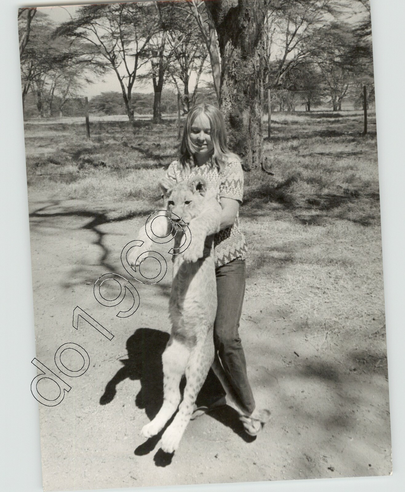 American Wildlife Trainer CHERYL SHAWVER & LION CUB. VTG Press Photo ...