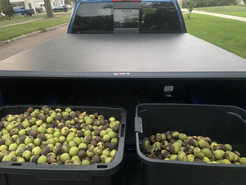 Black Walnut Hulls - 8 oz - Cut and Sifted - Wild Foraged - All Natural ...