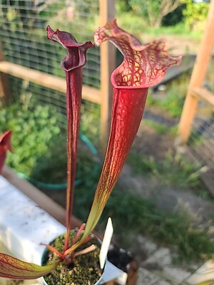 Sarracenia Hybrid (Oreo X Leuco) X Courtii OP Hardy Carnivorous Pitcher ...