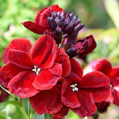 Bare Root Wallflowers 10 x Purple Shades - Scented Erysimum for ...