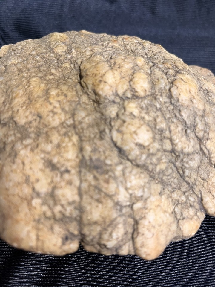 HUGE 5" INDIANA GEODIZED BRACHIOPOD FOSSIL Quality quartz Geode ...