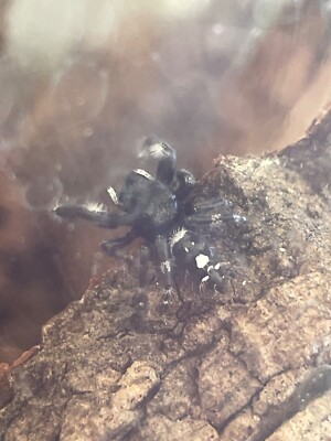 Jumping spider live Black and brown spiders. Colorful fangs. Easy ...