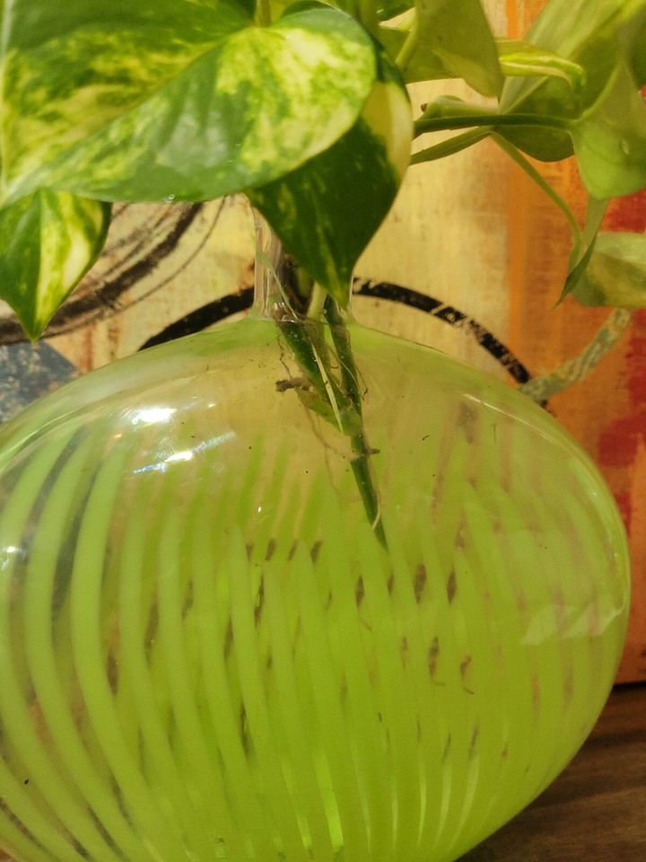 GOLDEN PATHOS INDOOR/OUTDOOR LIVE PLANT 6 rooted cuttings 3"-6" long🌿 ...