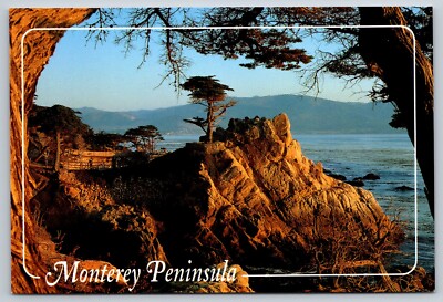 Postcard California Monterey Peninsula Lone Cypress Tree 5B | eBay