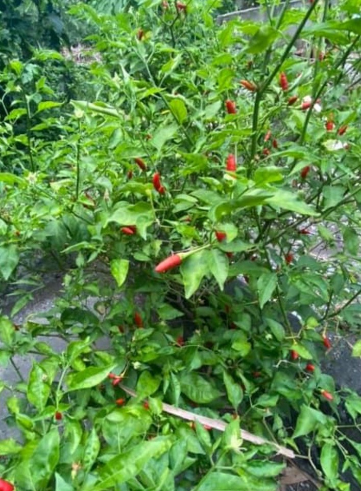30+ SEEDS Bird’s Eye Chili Pepper SILING LABUYO NON GMO Buy2get1FREE ...