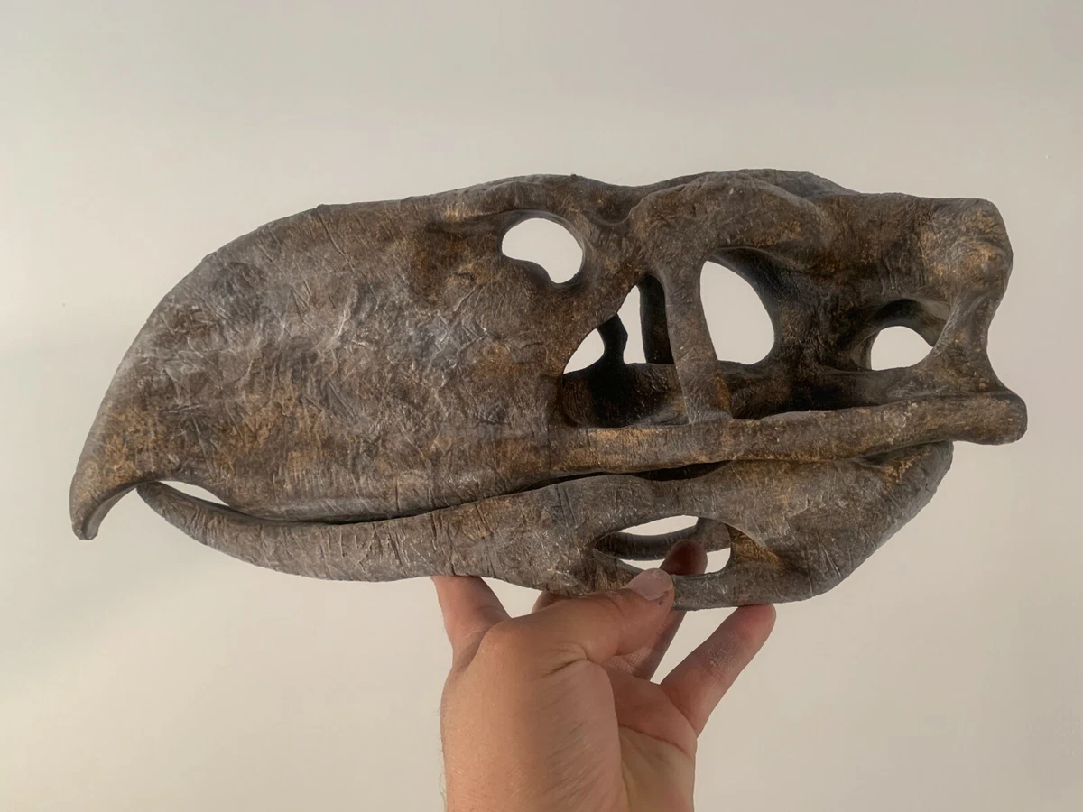 Phorusrhacos Skull