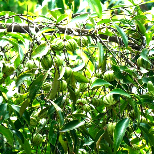 Garcinia Cambogia Dried Leaves Goraka Weight Loss Herbal Tea Fat Burner ...