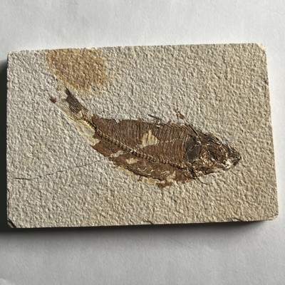 Fossilized Fish Lime Stone Rare Fish 4”x6” | eBay