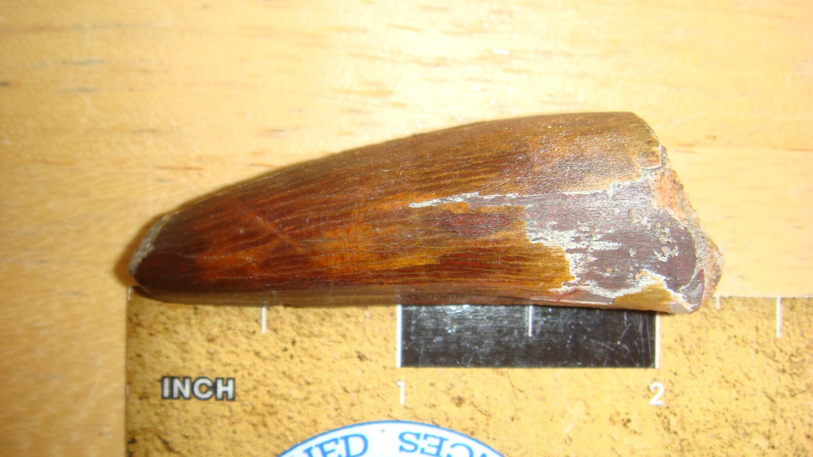 SPM-98 Fossil Spinosaur Tooth Spinosaurus Morocco Medium Dinosaur ...