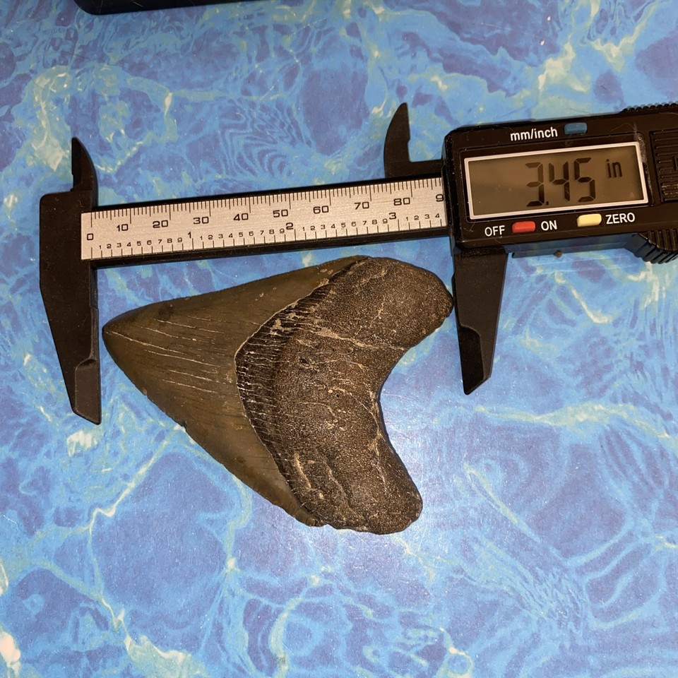MEGALODON SHARK TOOTH 3.57” HUGE TEETH MEG SCUBA DIVER DIRECT FOSSIL NC ...