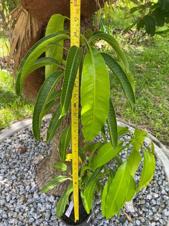 IRWIN GRAFTED MANGO TREE ~ 14 MO'S OLD (LIPPENS X HADEN) MANGIFERA ...