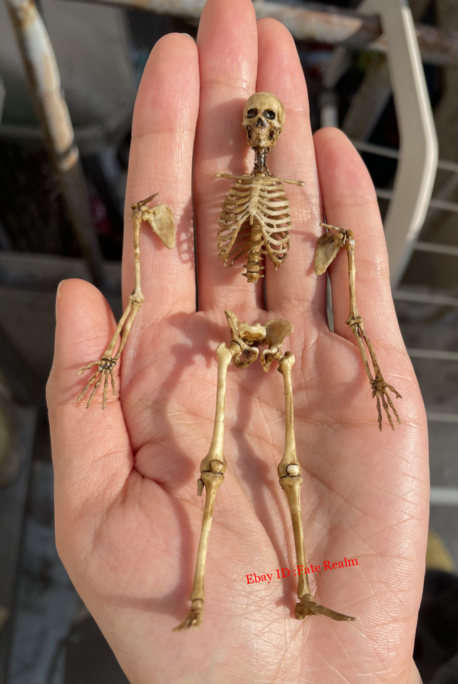 1/18 Scale Human Beings Skeleton Model For 3.75" Action Figure ...