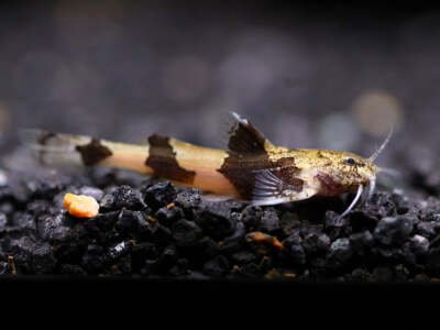 Burmese Marble Catfish (Akysis prashadi) | eBay