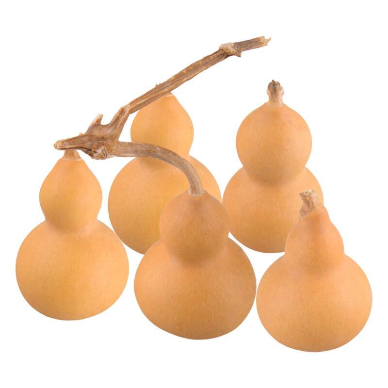 5x Natural Bottle Gourds Craft Dried Cleaned Calabash Cucurbit DIY ...