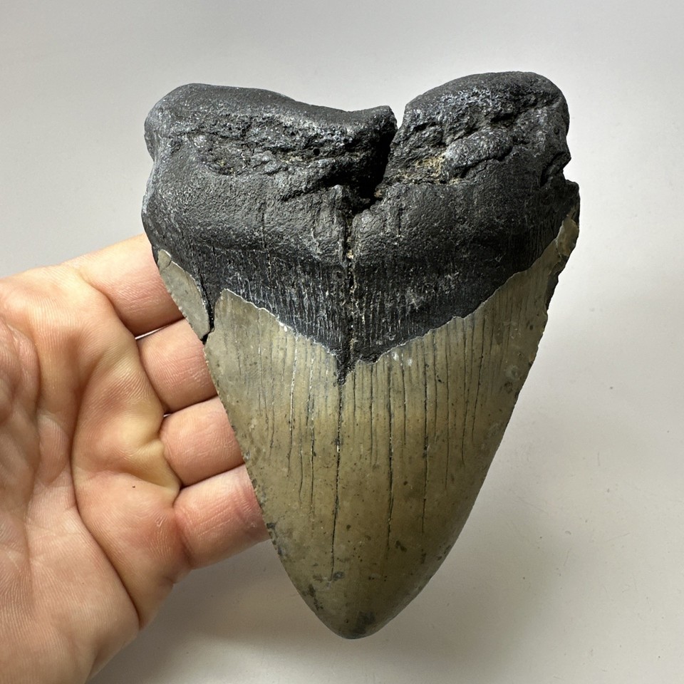 Megalodon Shark Tooth 5.24 Inch - Huge - Thick Fossil - Authentic Teeth ...
