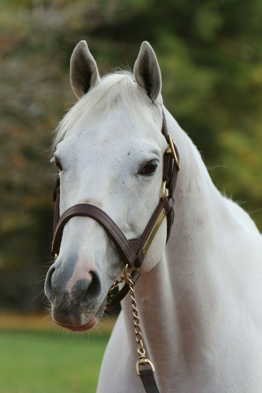 COLOR PHOTO - Stallion- Gainesway Farm- LEADING SIRE TAPIT headshot | eBay