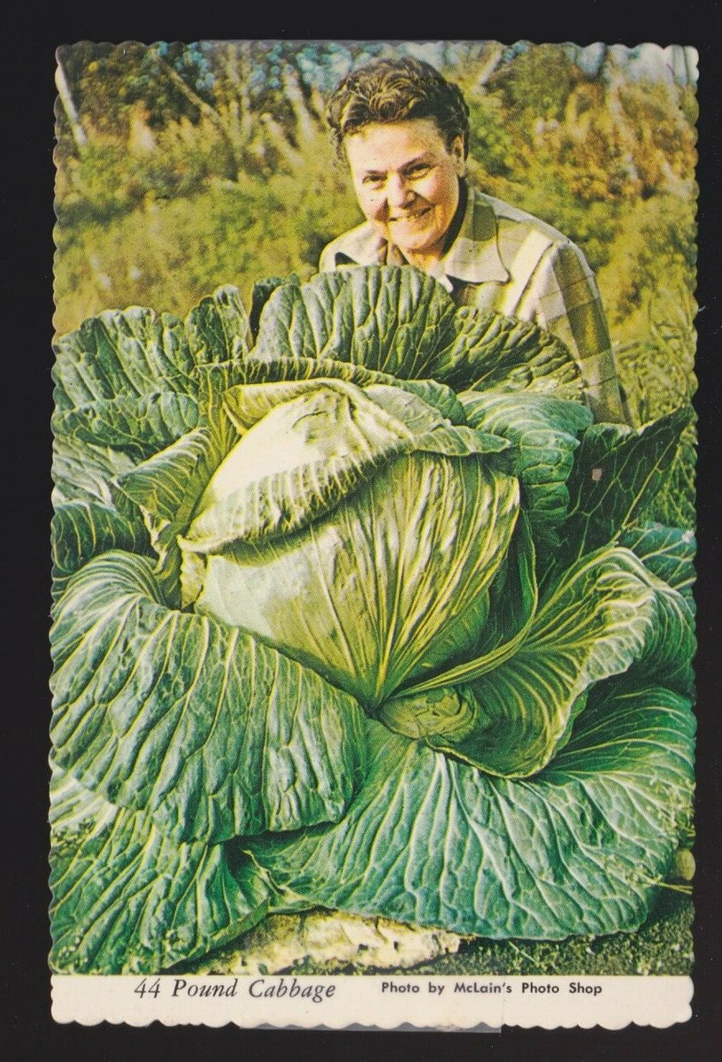 Alaska Cabbage