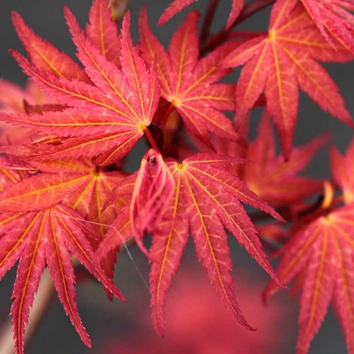 Acer Palmatum "Phoenix" in a 11cm Pot Ready to Plant - Japanese Maple ...