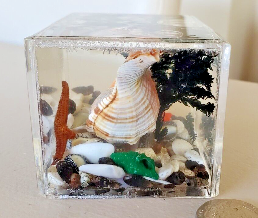 Vintage Desktop Miami Beach Florida Paperweight Sea Creatures Shells in ...