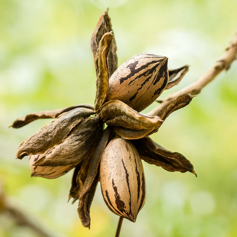 10 Northern Hardy Pecan Tree Seeds - Carya illinoinensis | eBay