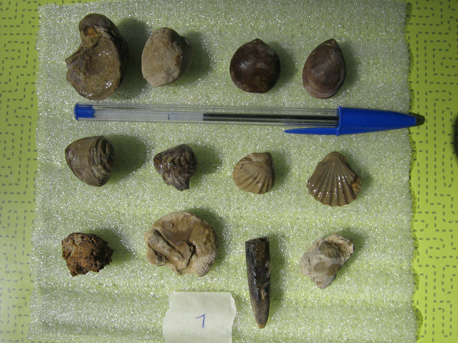 Lower jurasic FOSSILS from tethys sea - FOSILES jurasico inferior, mar ...