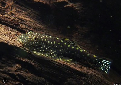 1x - Dazzling Blue Tail Hillstream Loach RARE Spotted Loach - OVERNIGHT ...