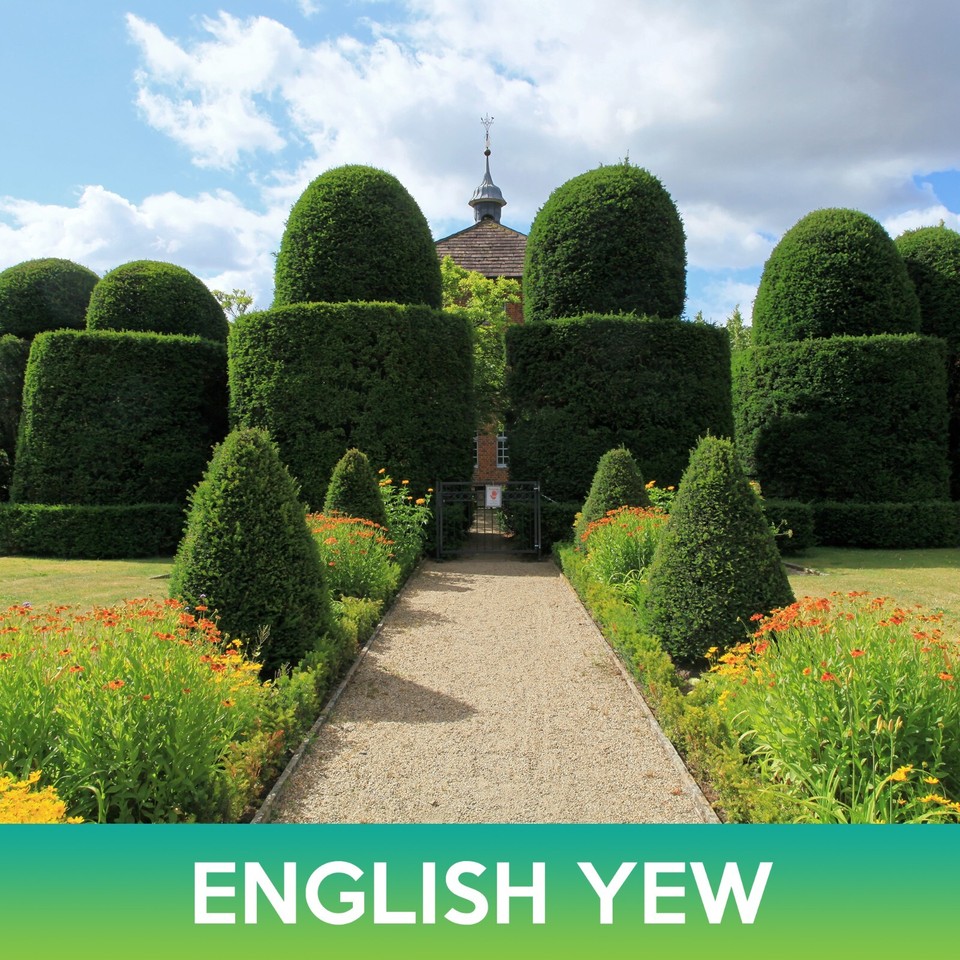 English Yew Tree Seeds, Common Yew, Taxus baccata | eBay