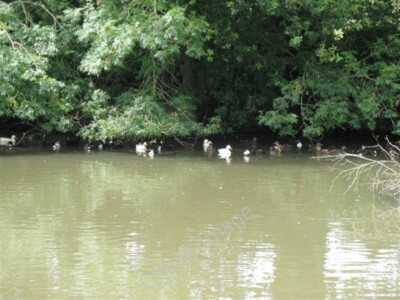 Photo 6x4 Ducks cooling off under the trees Wivelsfield Green Pond at ...