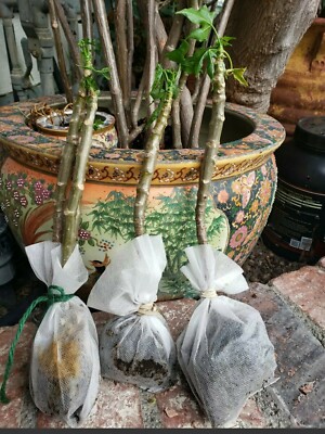 Chaya organic 3 mature cuttings 18" in seedling bag. Kikilchay, Chaya ...