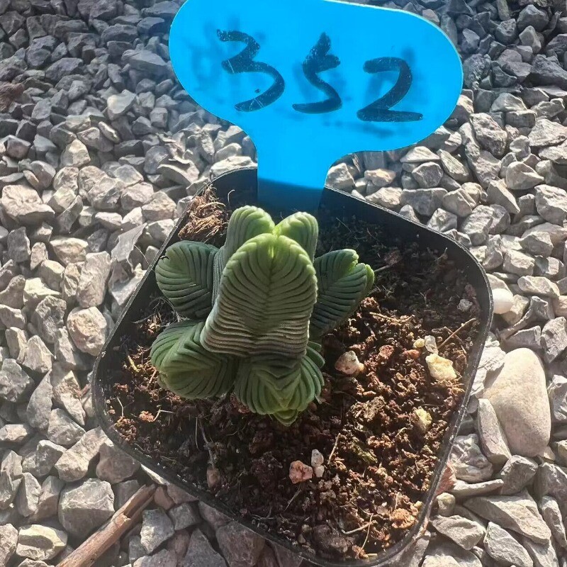 5CM Succulent Plant Crassula Quadrangularis（Multi-Head）Crassulaceae ...