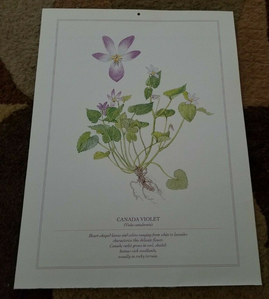 CANADIAN VIOLET (Viola Canadensis) by Andrey Avinoff Wild Flowers ...